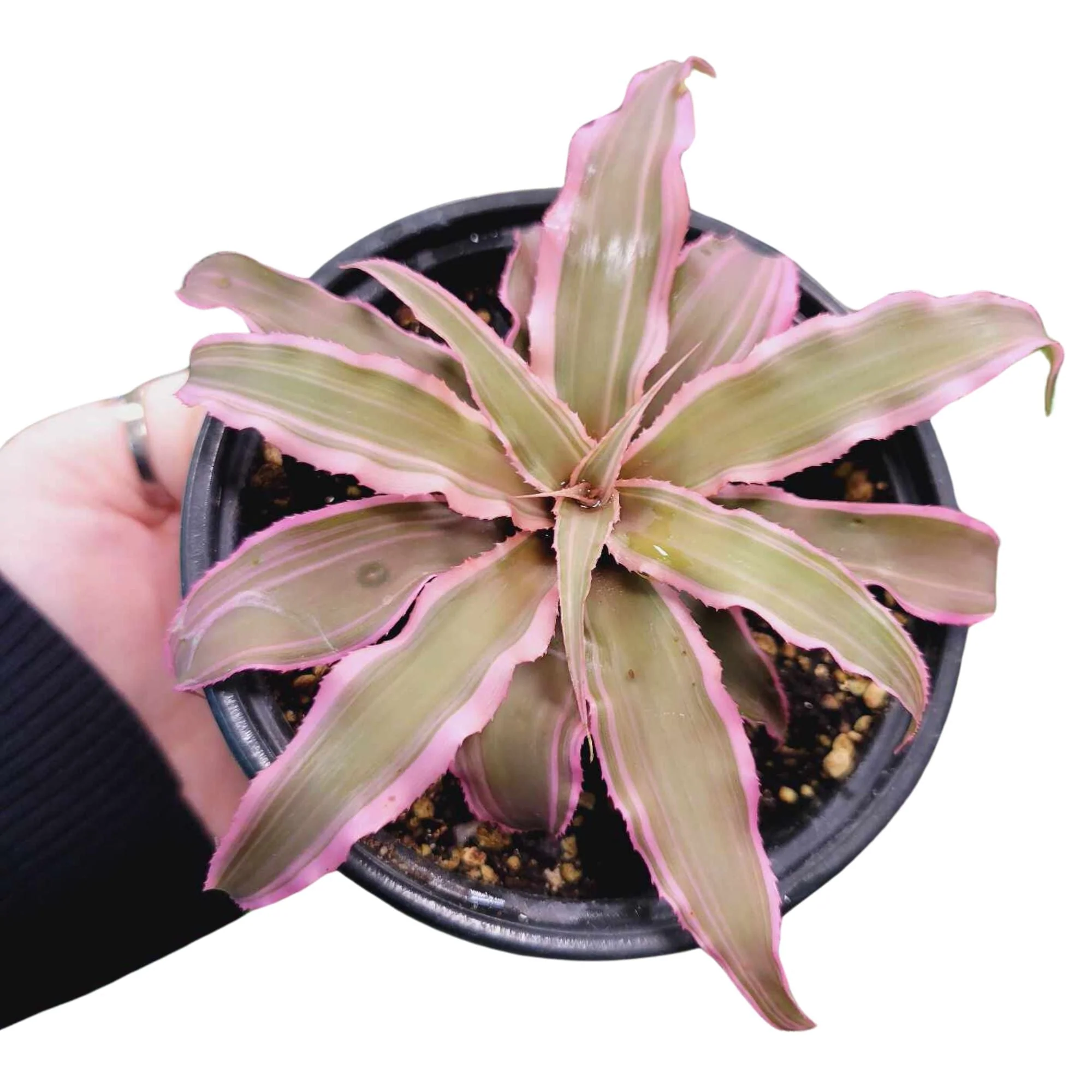Cryptanthus Bivittatus Pink Starlite