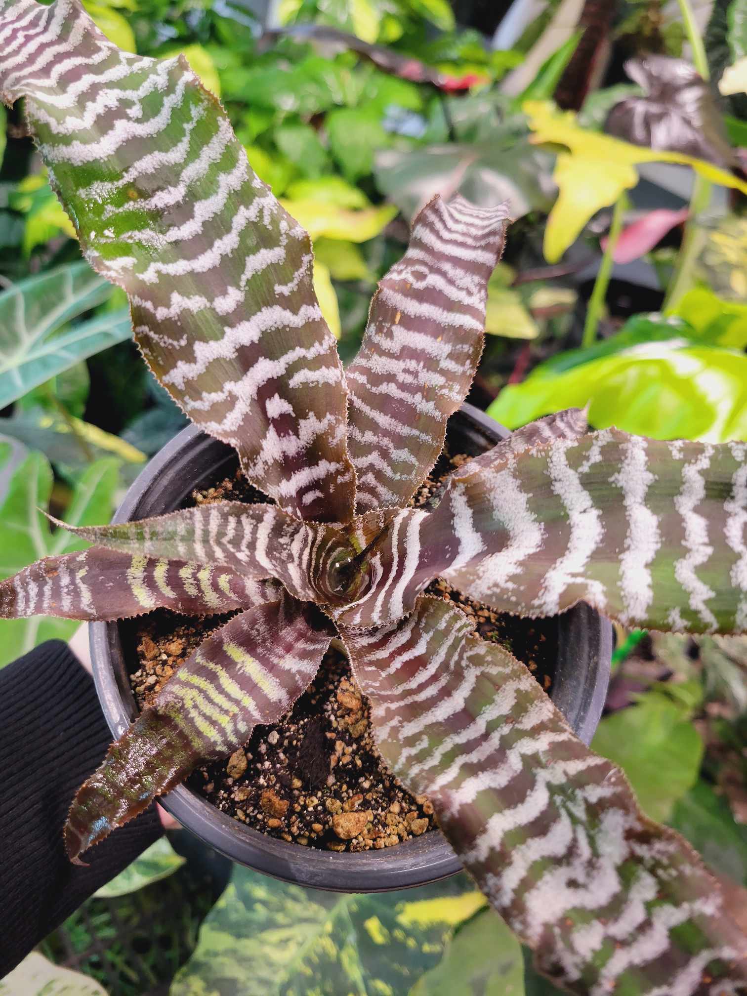 Cryptanthus Absolute Zero